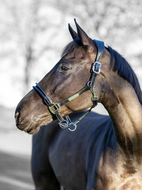 LeMieux Rope Control Headcollar